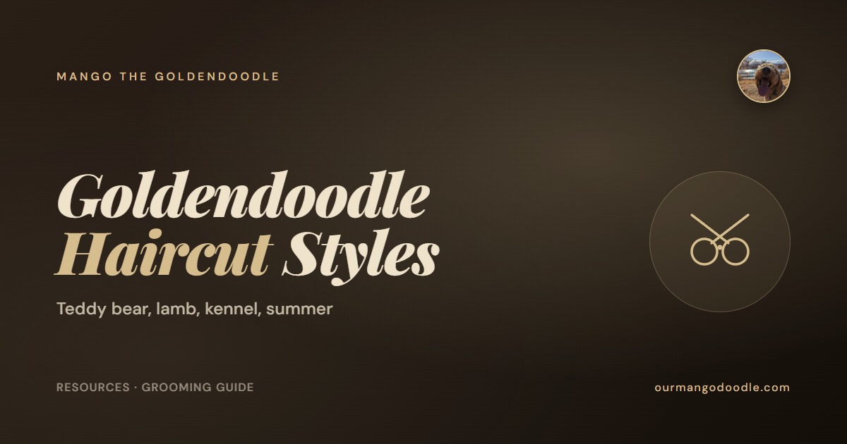 Goldendoodle haircut styles A real owner's guide | Mango the Goldendoodle